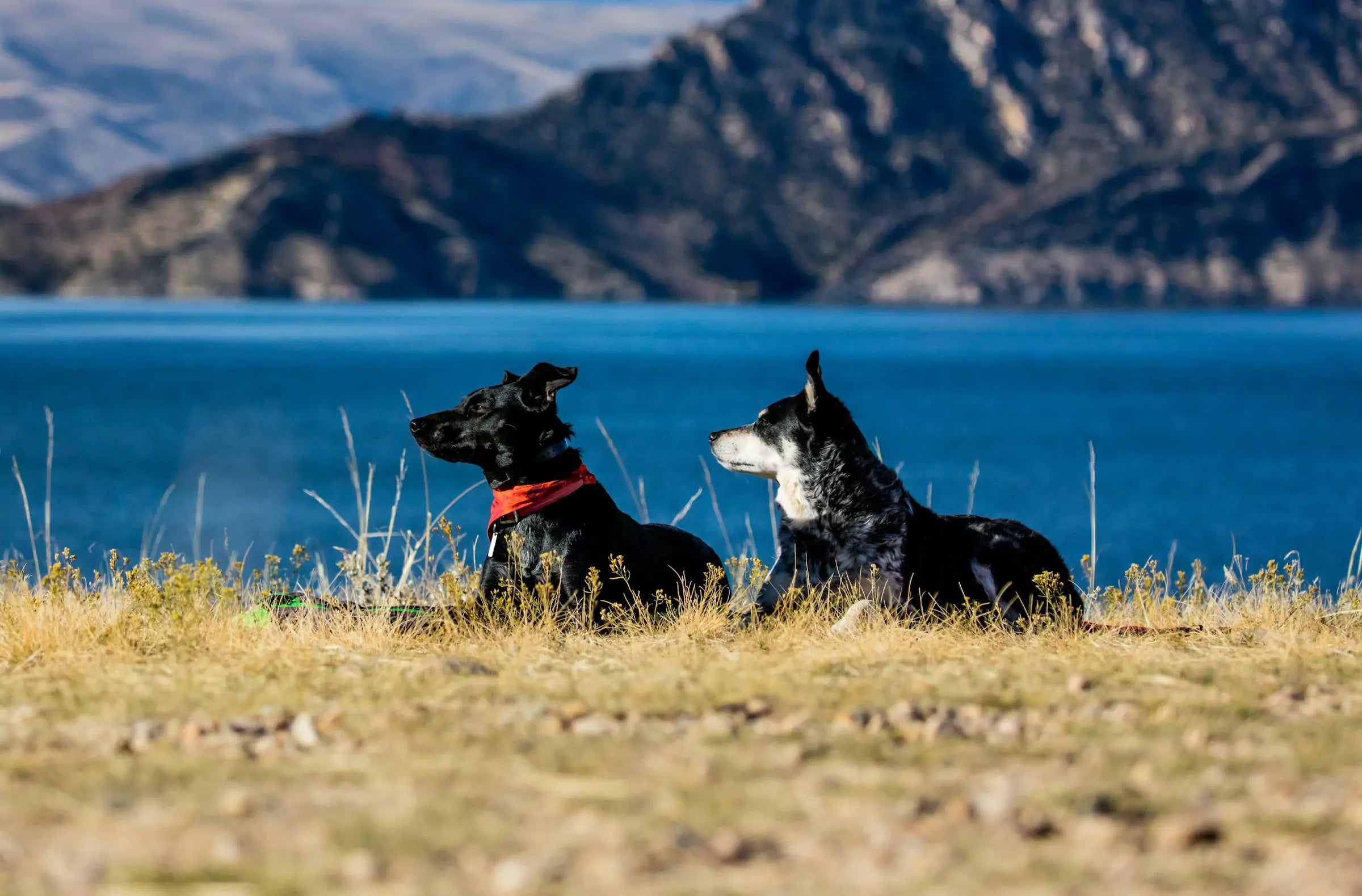 5 Top Tips for Socializing Your Dog at Any Age – Canine Culture