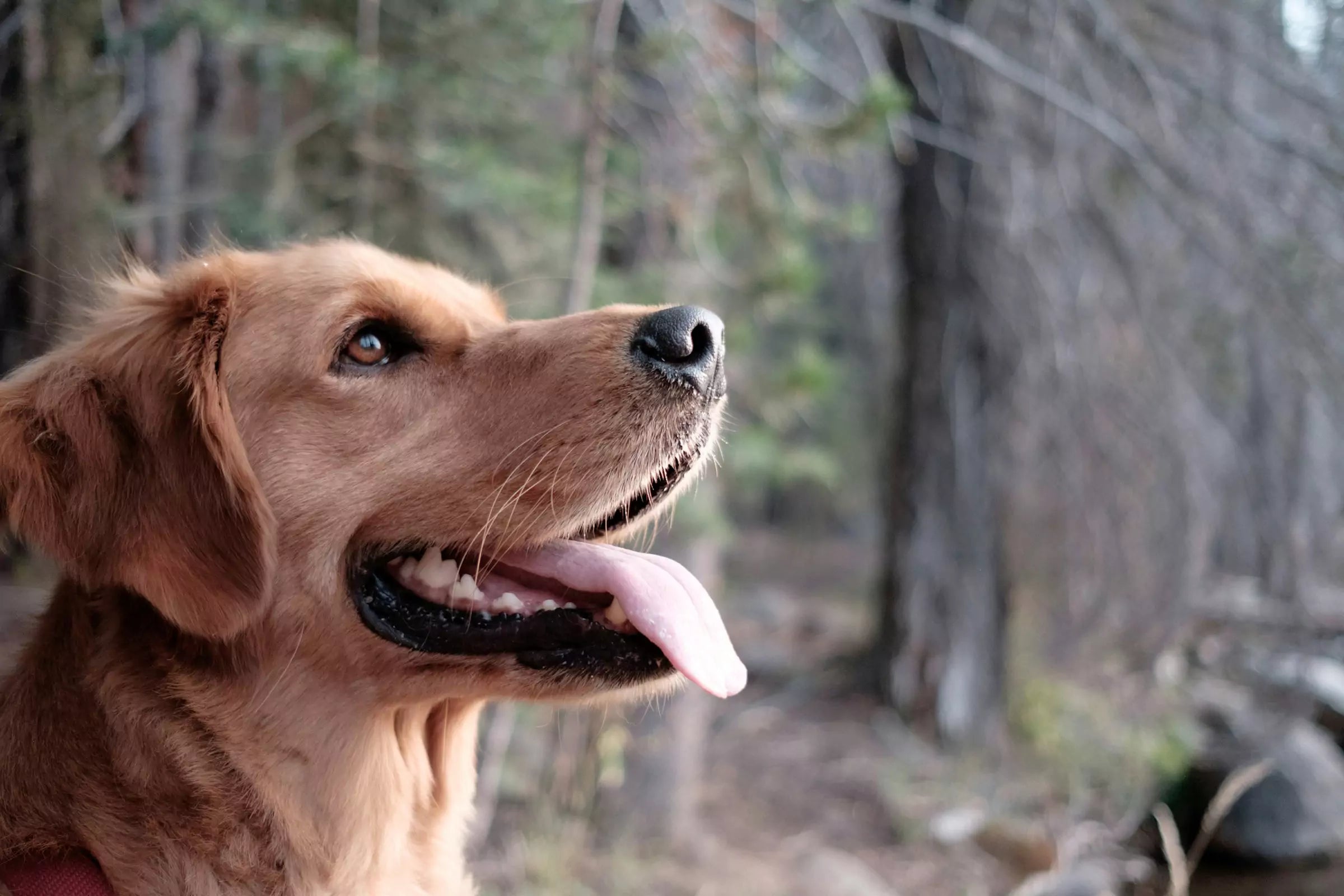 Can You Train An Adult Dog? – Canine Culture