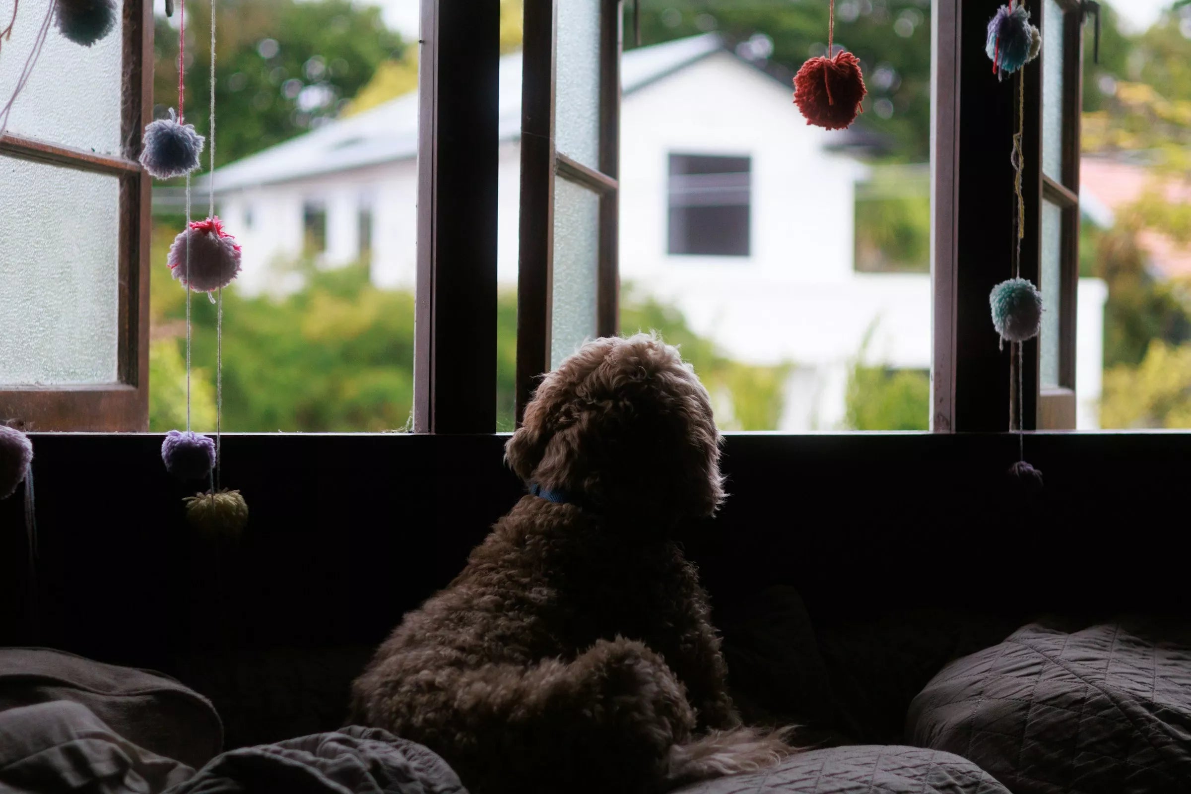 Does My Dog Know I’m Coming Home? – Canine Culture