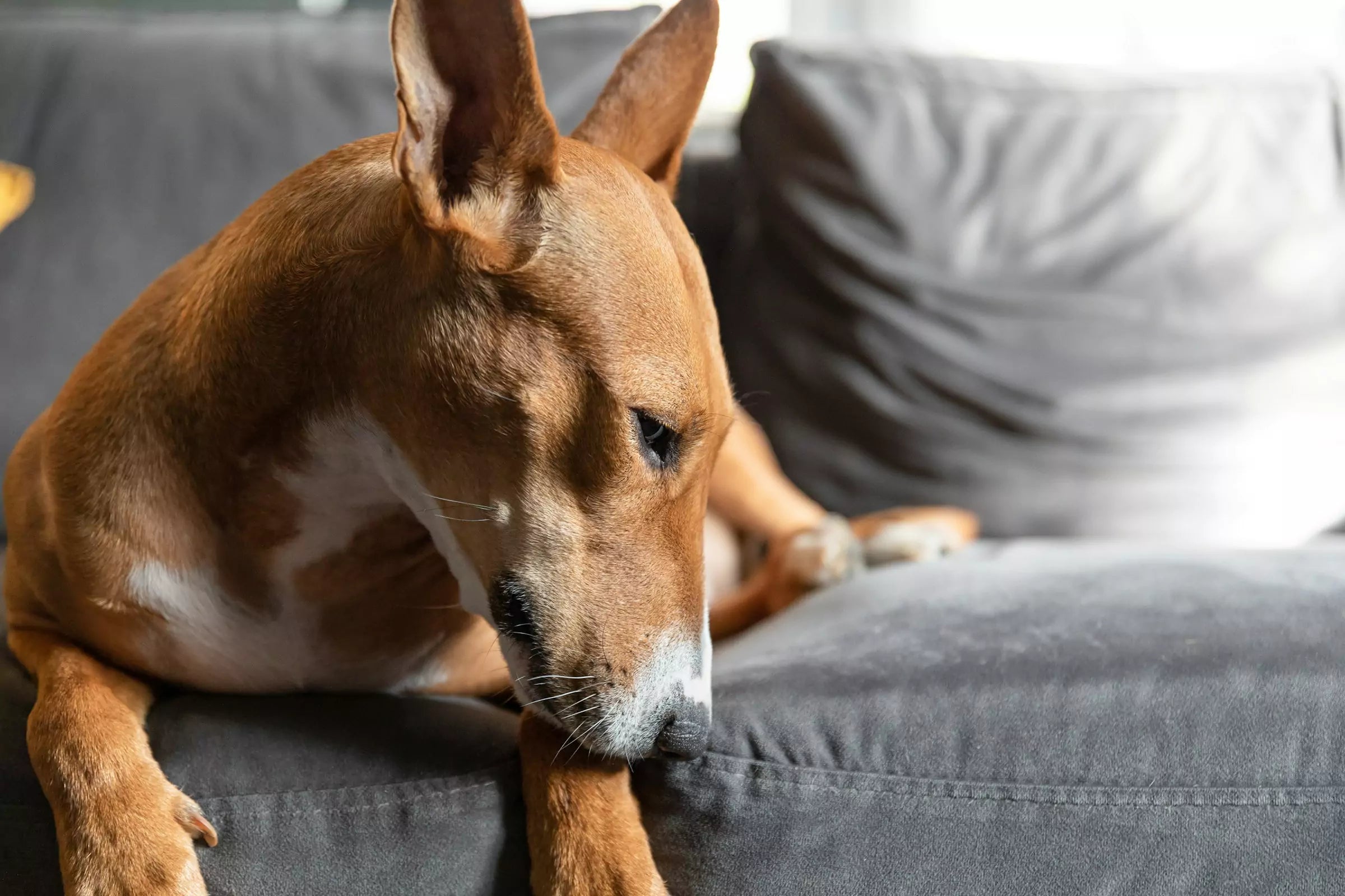 How Do I Stop My Dog from Chewing on Furniture? – Canine Culture