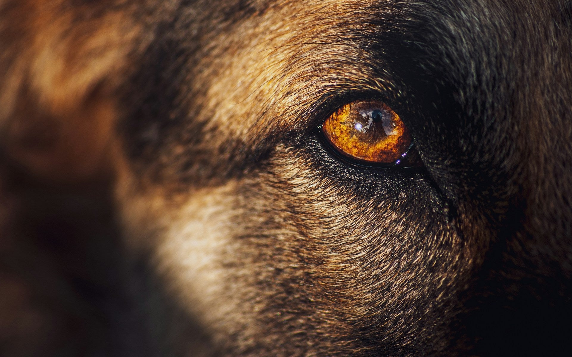 How Dogs See – Canine Culture