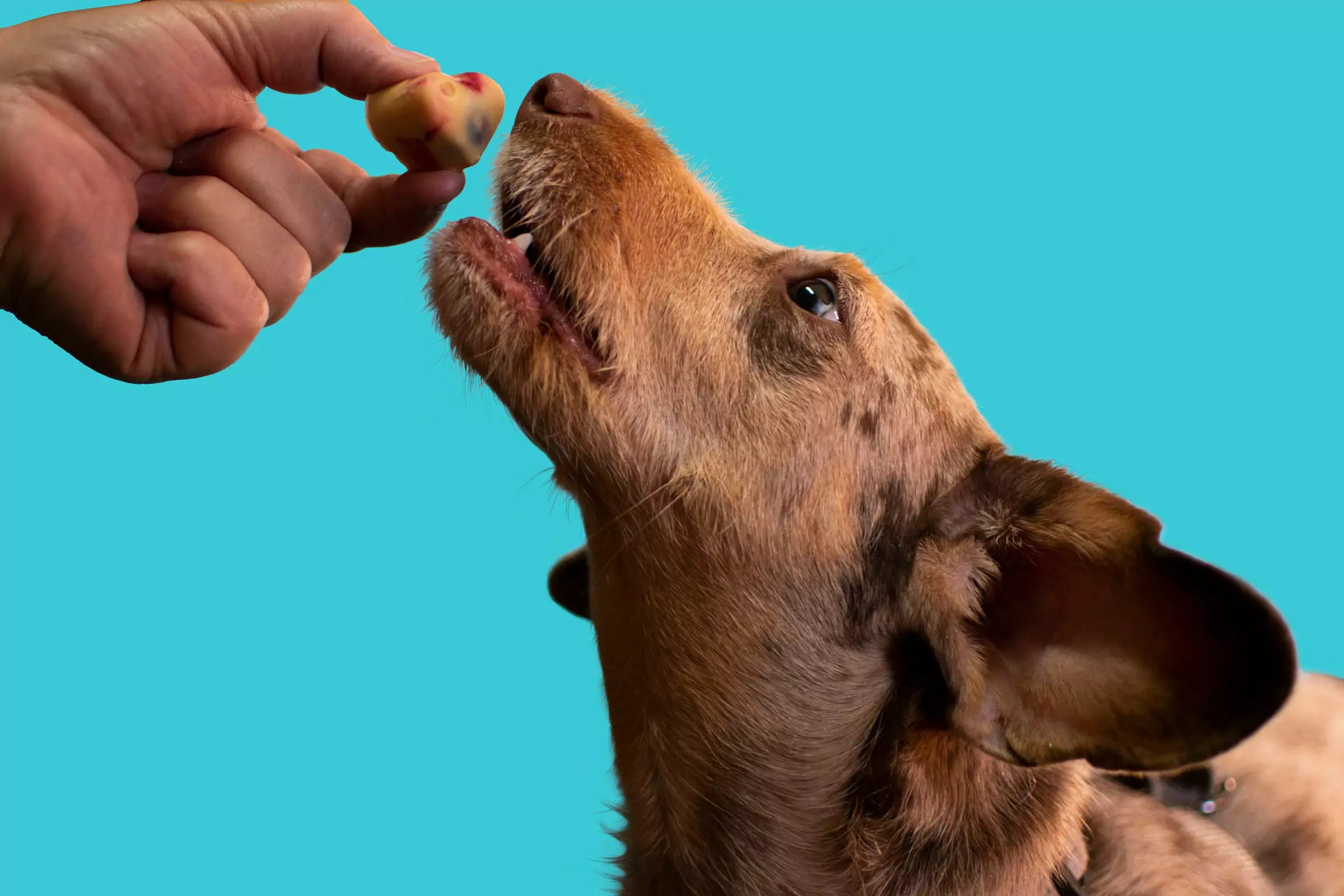 The Do’s and Don’ts of Feeding Your Dog Human Food – Canine Culture