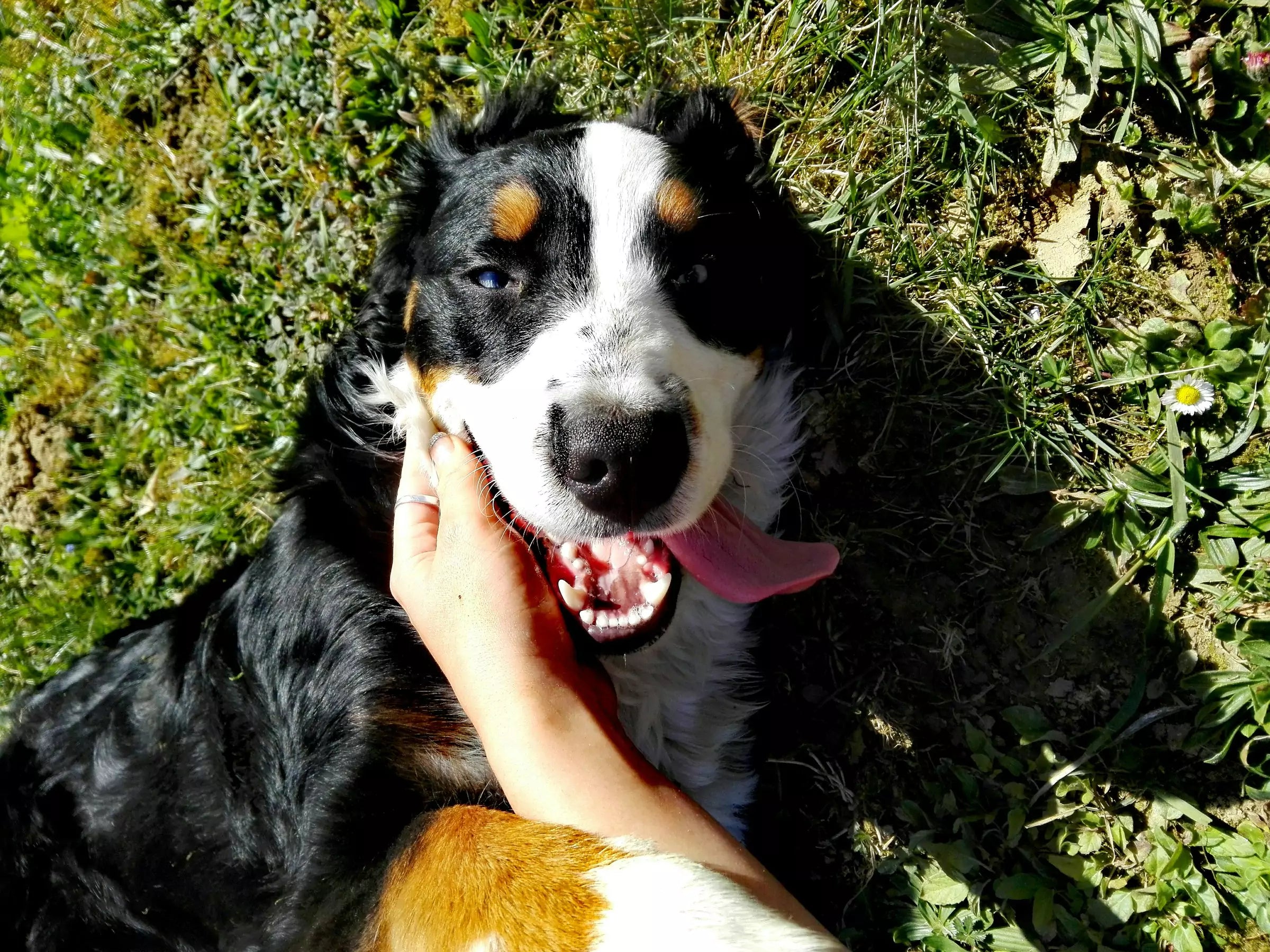 Where Is a Dog's Pulse? – Canine Culture