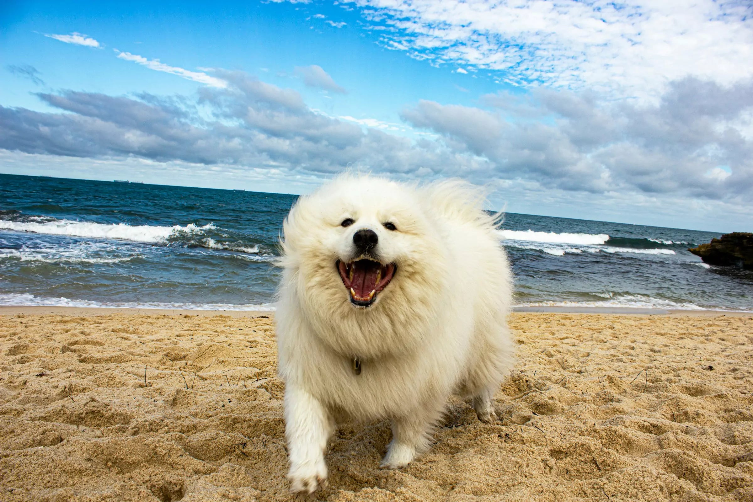 Will My Dog Ever Calm Down? – Canine Culture