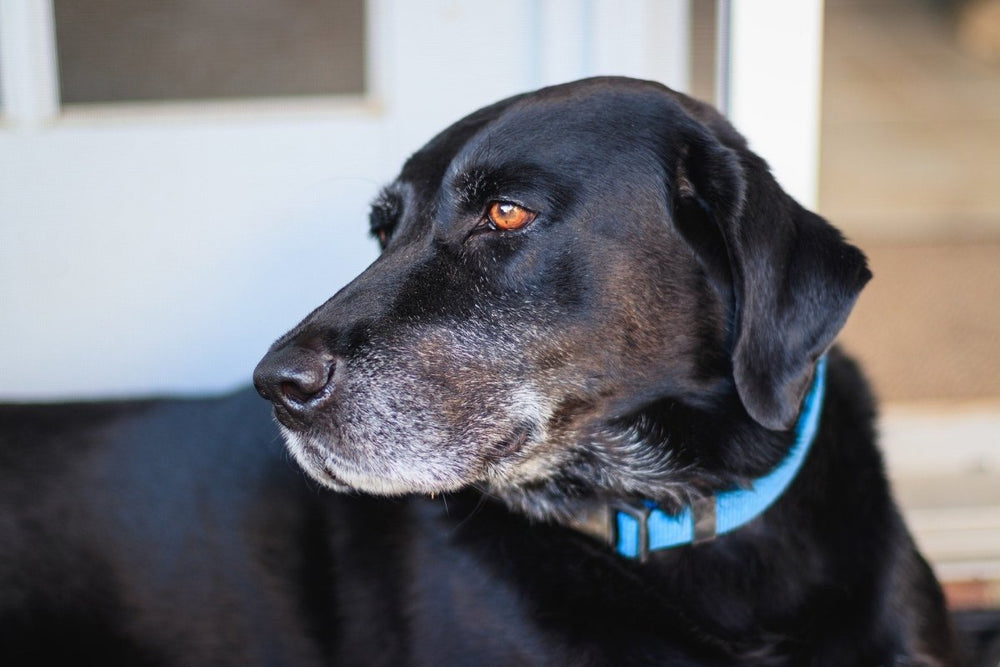 How Dog Years Work: The Canine Aging Process – Canine Culture
