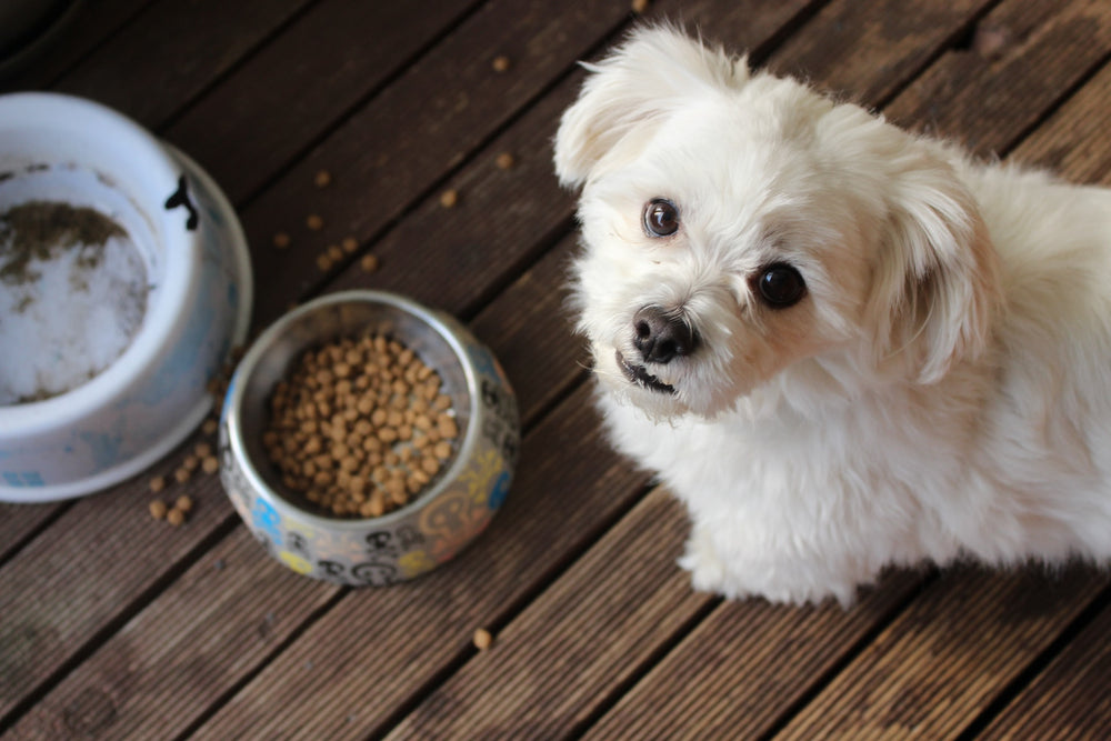 How Dog Food Is Made – Canine Culture