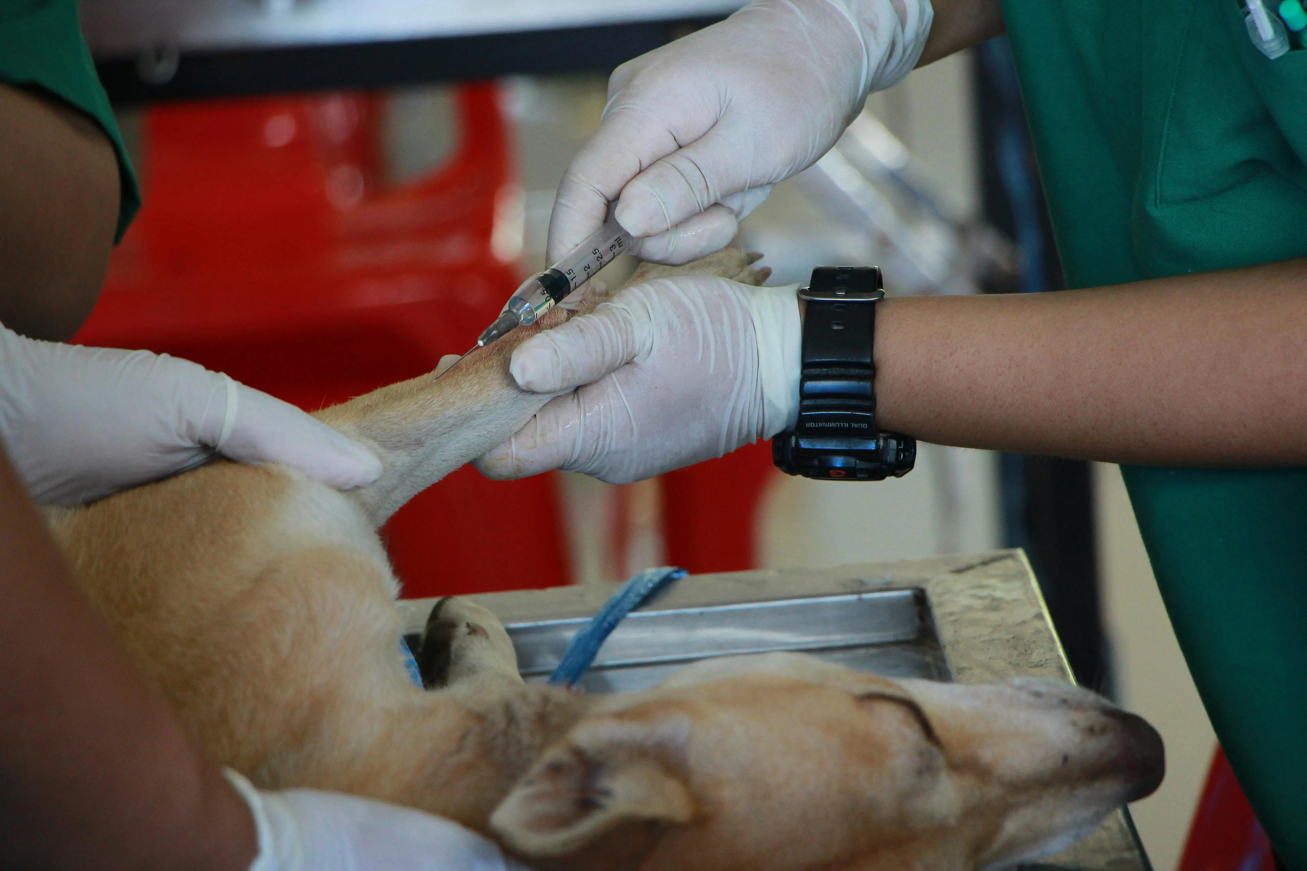 Where Are Dog Microchips Implanted? – Canine Culture