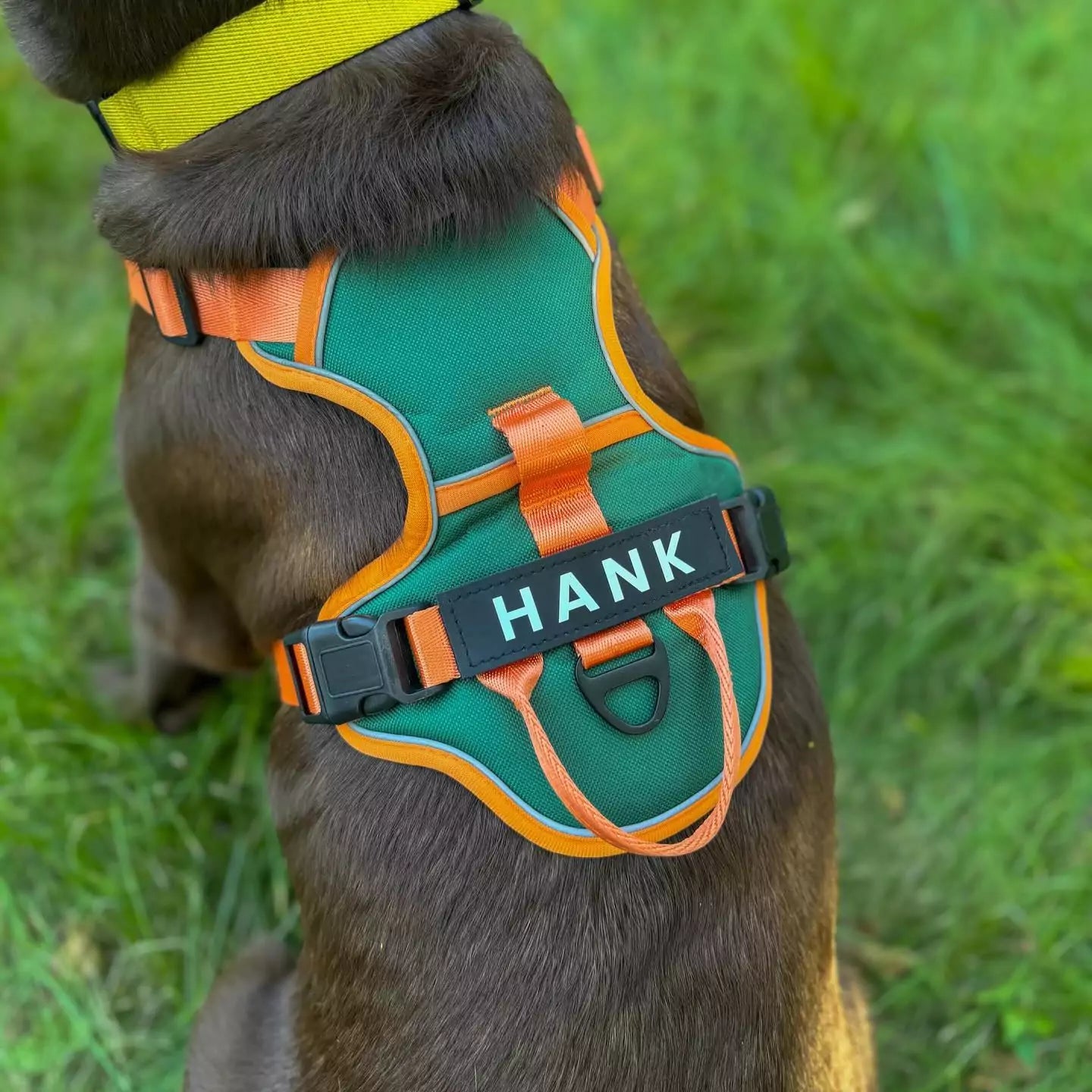 Custom Dog Accessories – Canine Culture