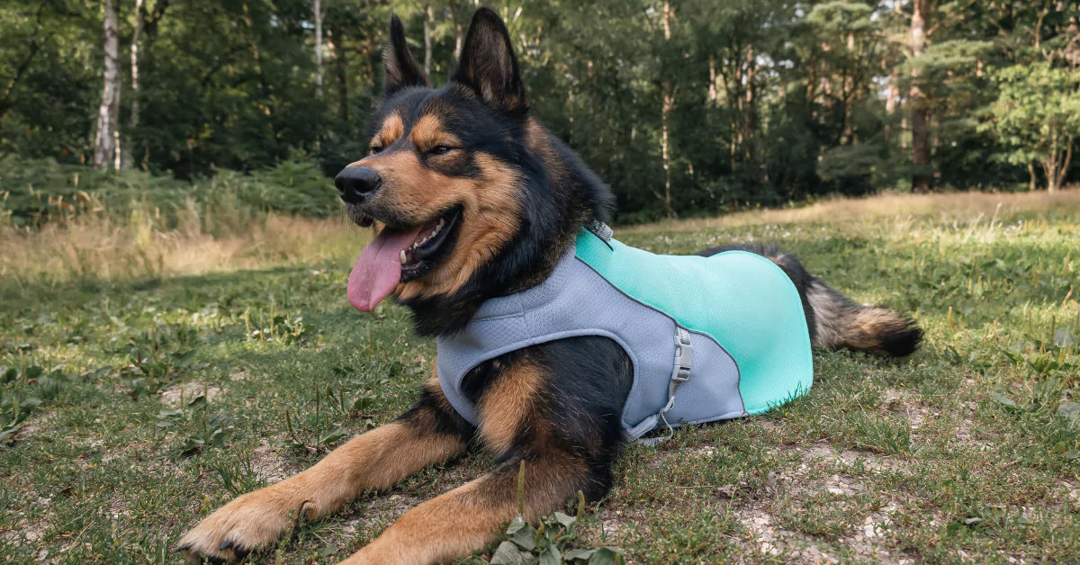 Canine Dog Accessories – Canine Culture