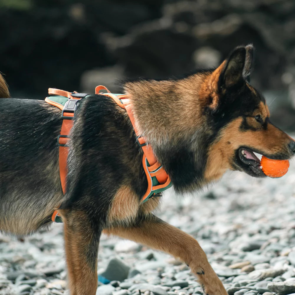 Canine Dog Accessories – Canine Culture